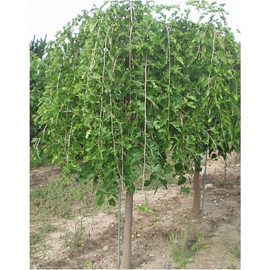 Weeping Mulberry Leaf